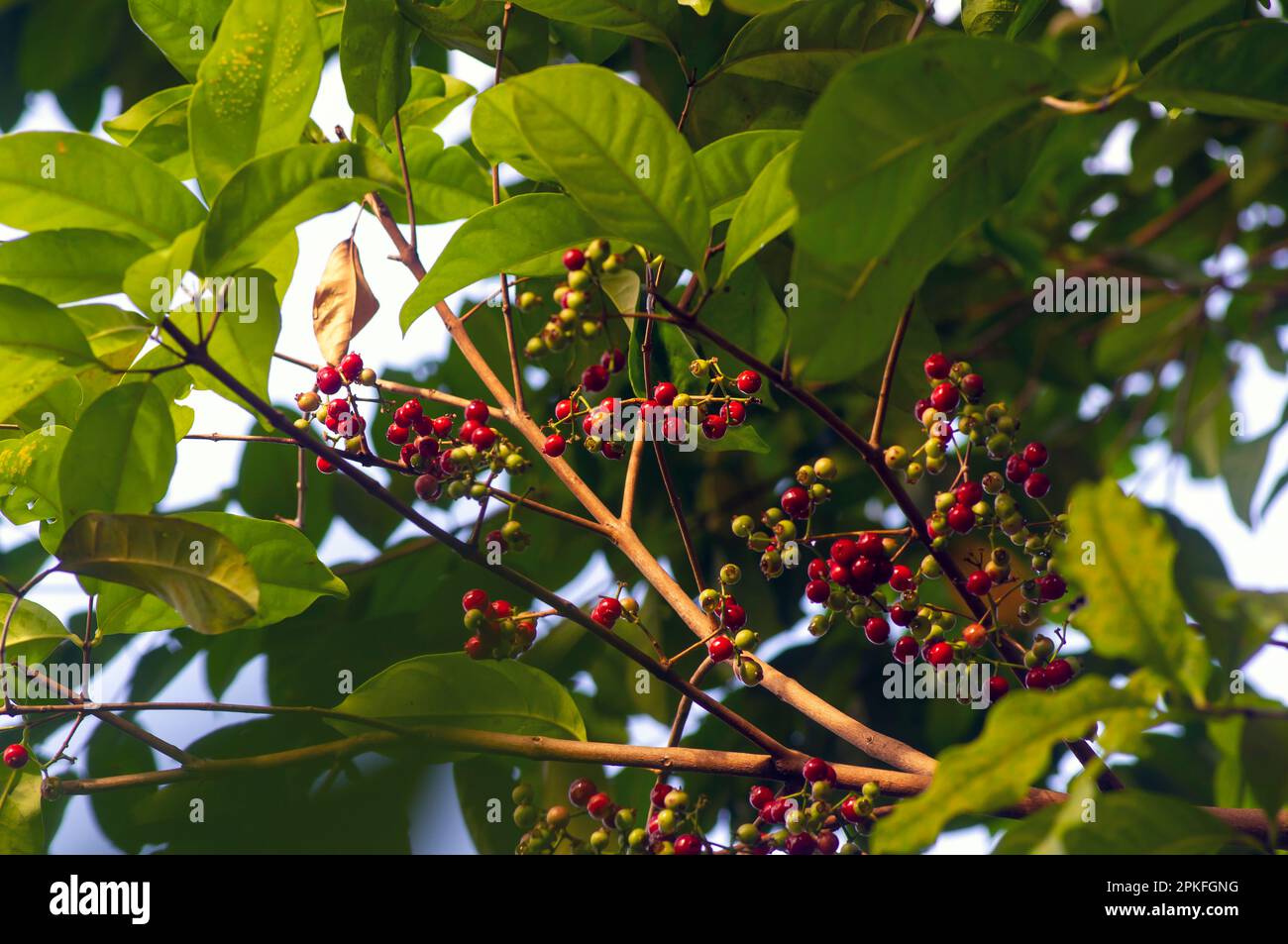 Indonesian bay leaf or daun salam, Syzygium polyanthum fruits, in ...