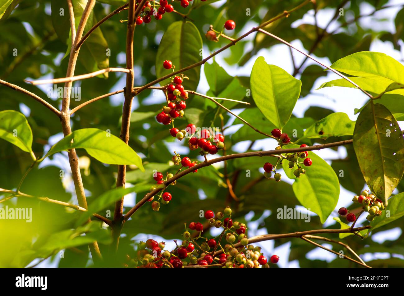 Indonesian bay leaf or daun salam, Syzygium polyanthum fruits, in ...