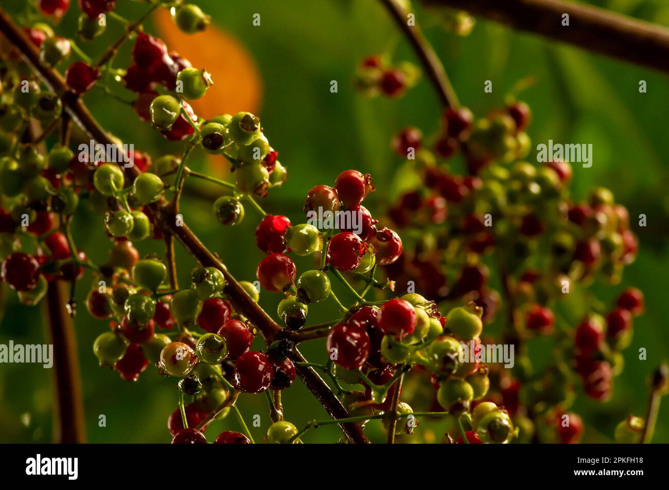Bay tree sweet bay fruit hi-res stock photography and images - Alamy