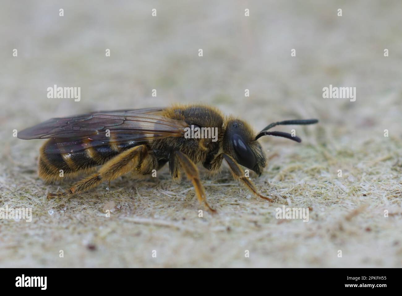 Detailed closeup on a female of the small common furrow bee ...