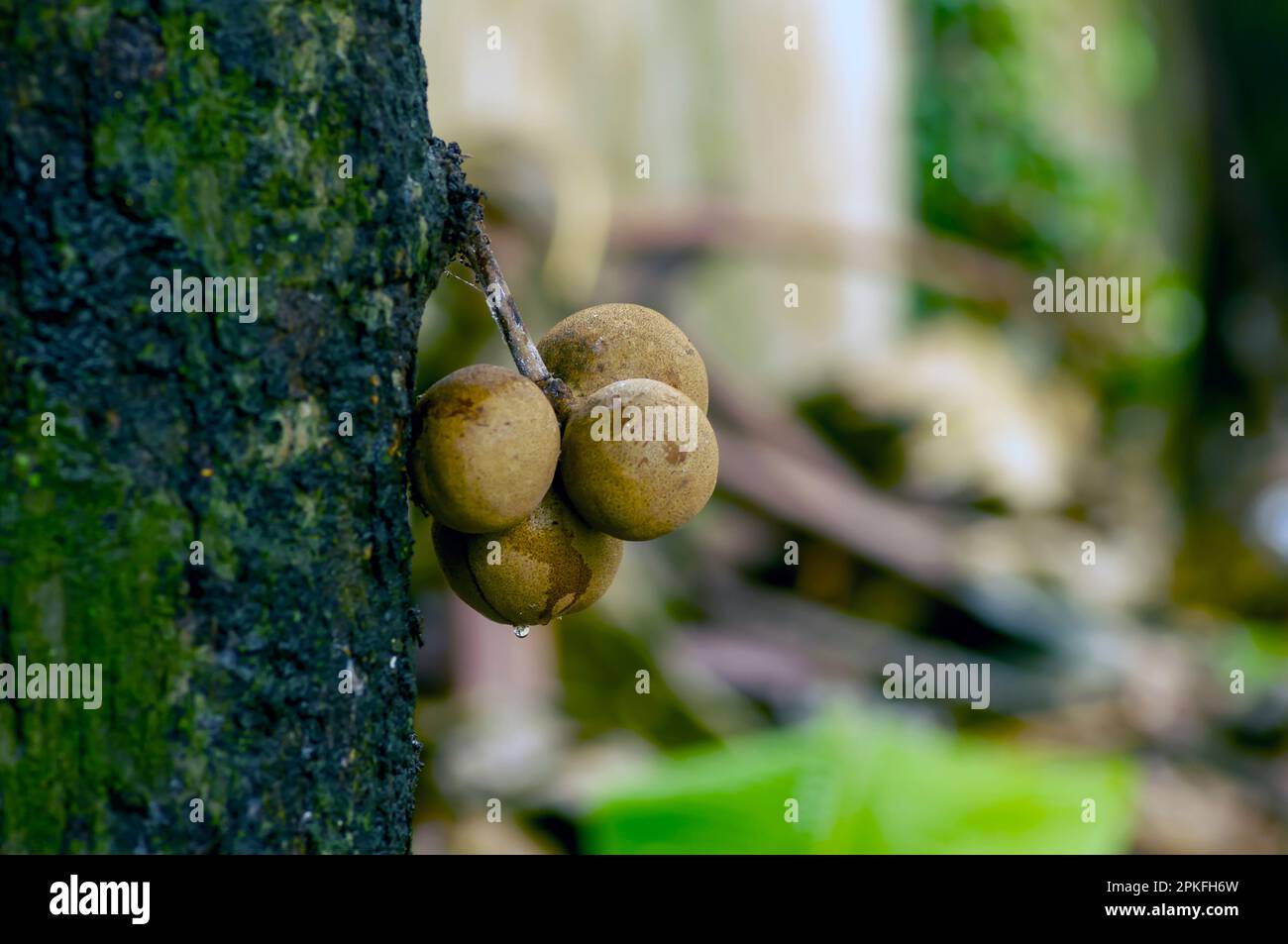 Kepel fruits hi-res stock photography and images - Alamy
