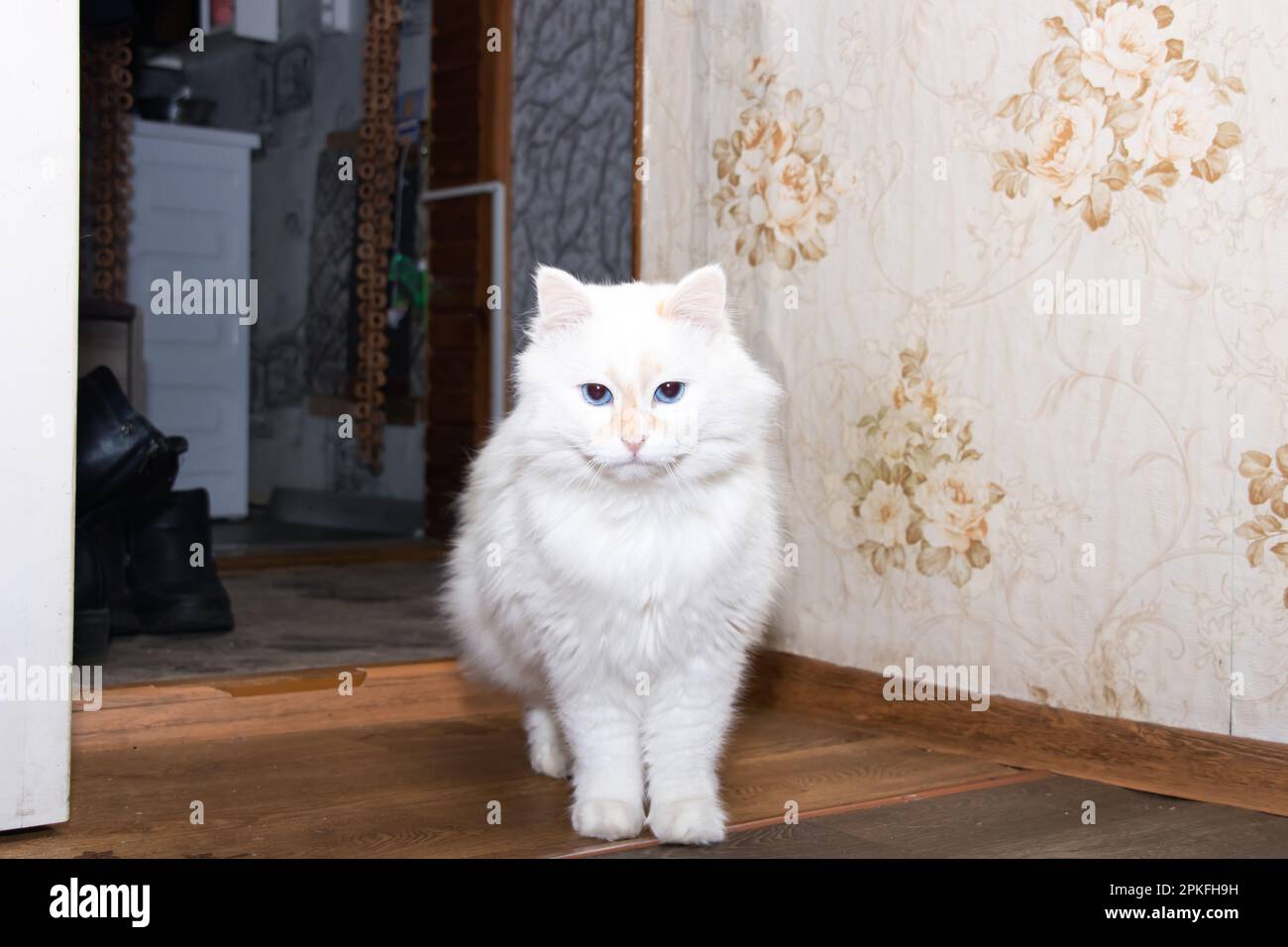 Cat peeking around corner hi-res stock photography and images - Alamy