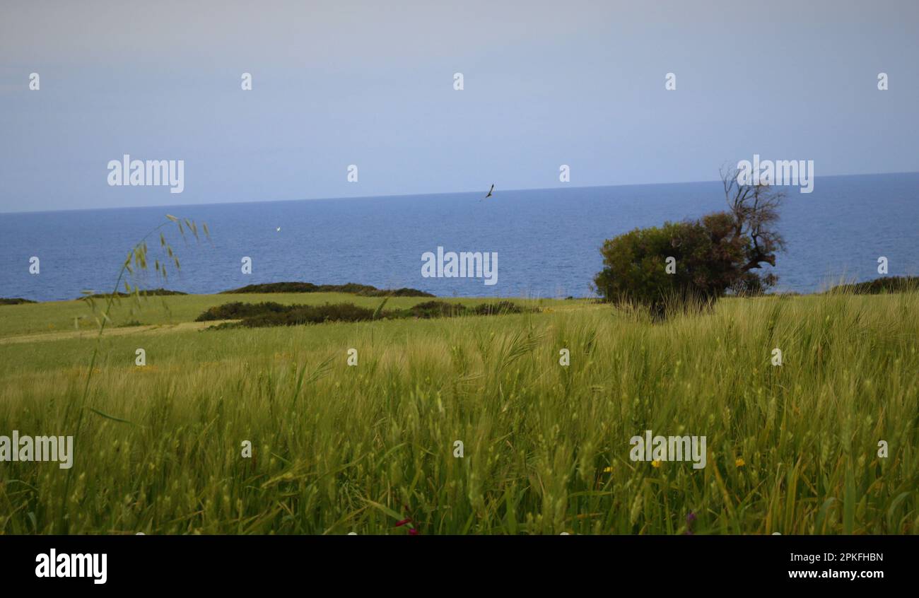Birds of prey flying in the beautiful scenery hunting its prey Stock ...