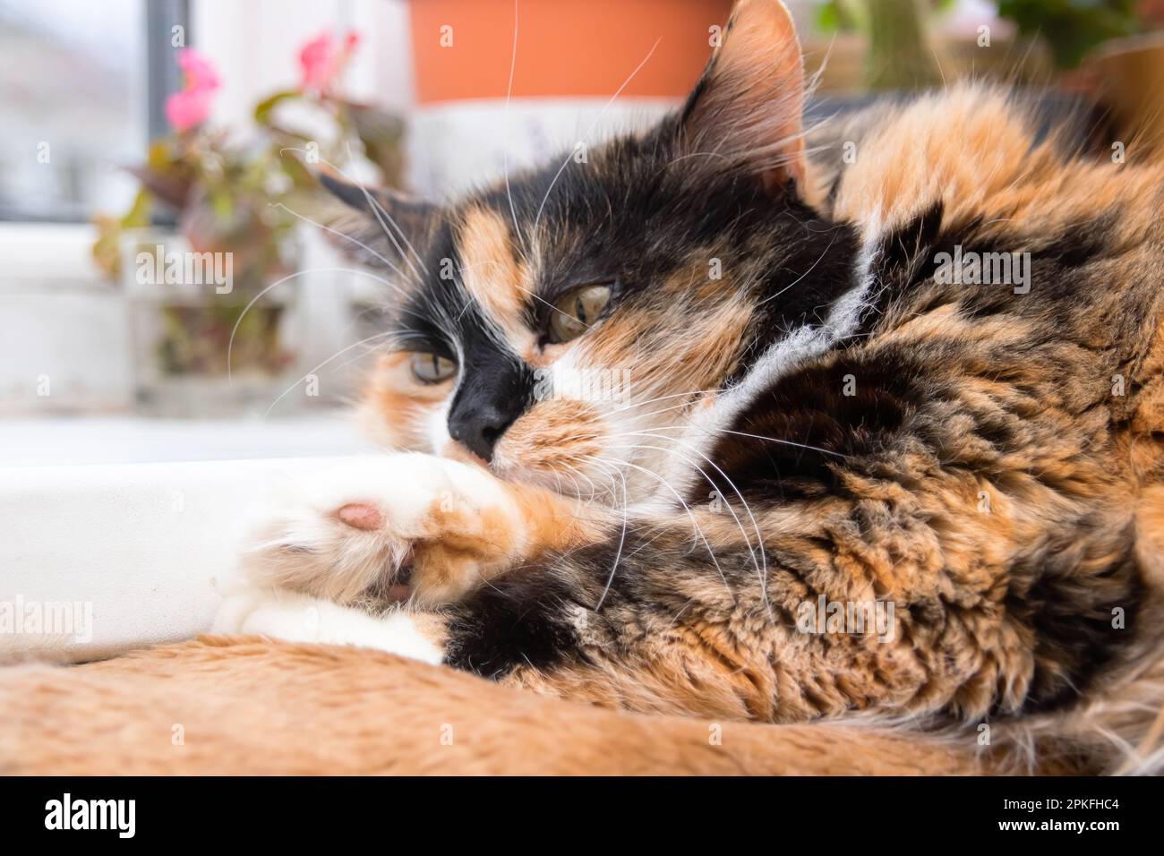 Three-color cat with yellow eyes close up portrait Stock Photo - Alamy