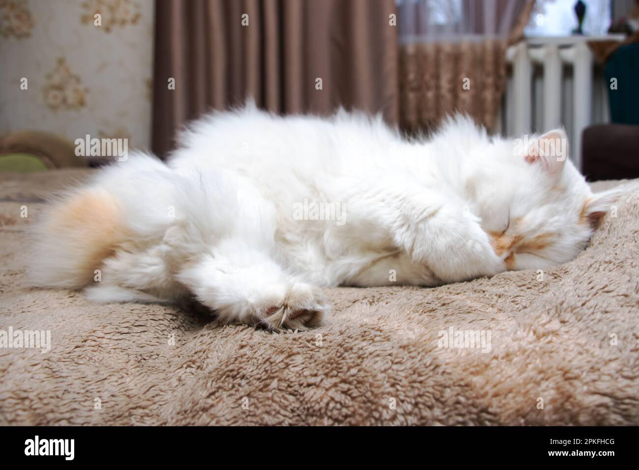 White fluffy cat with blue eyes sleeps on bed close up Stock Photo - Alamy