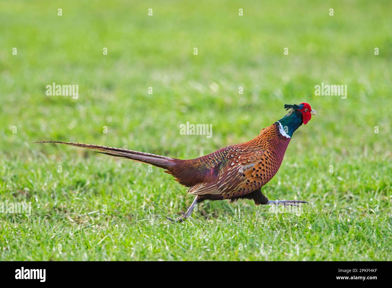Common pheasant / ring-necked pheasant (Phasianus colchicus) cock / male running over meadow ...