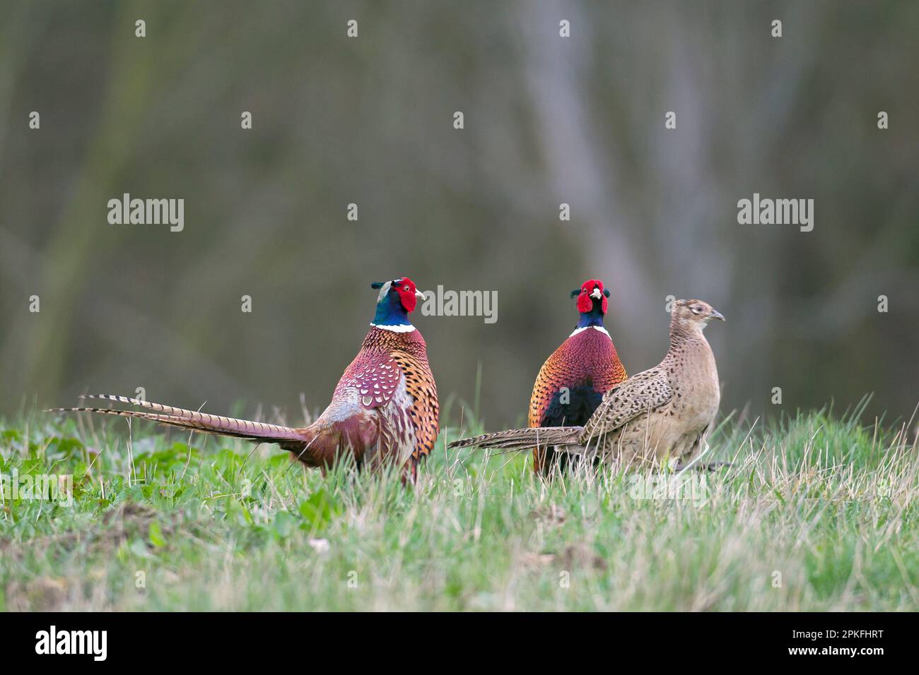 Common pheasants / ring-necked pheasant (Phasianus colchicus) two courting cocks / males chasing ...