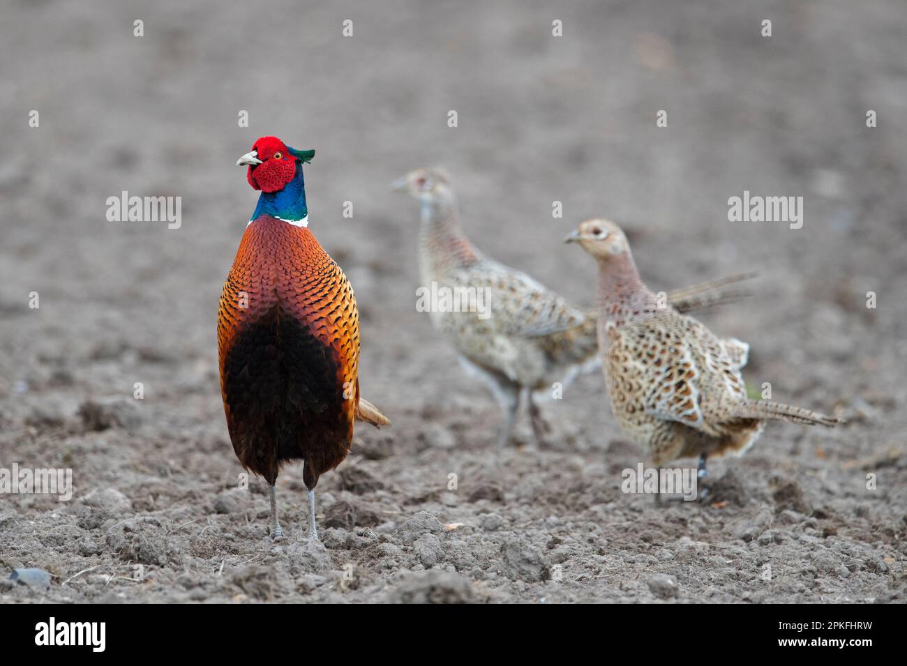 Common pheasant / ring-necked pheasant (Phasianus colchicus) hens / females in camouflage colors ...