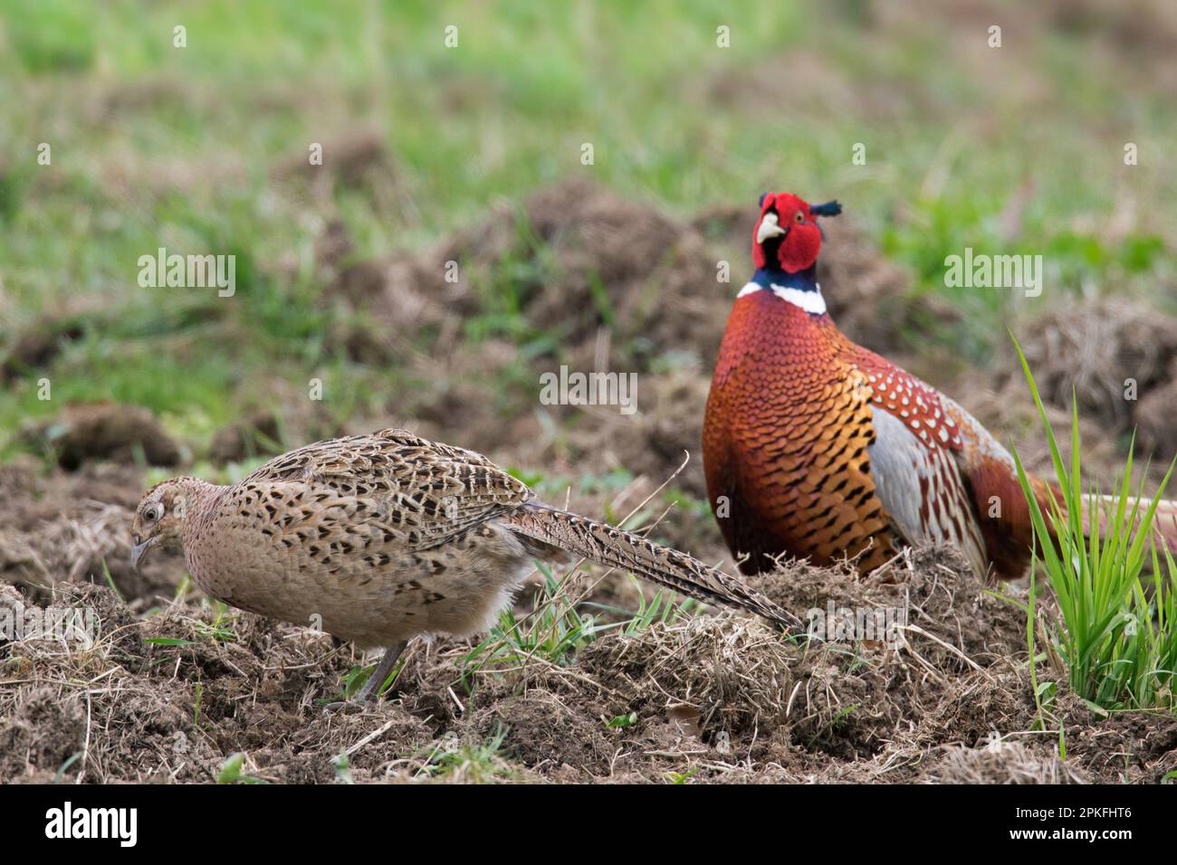Ring Necked Pheasant Hen