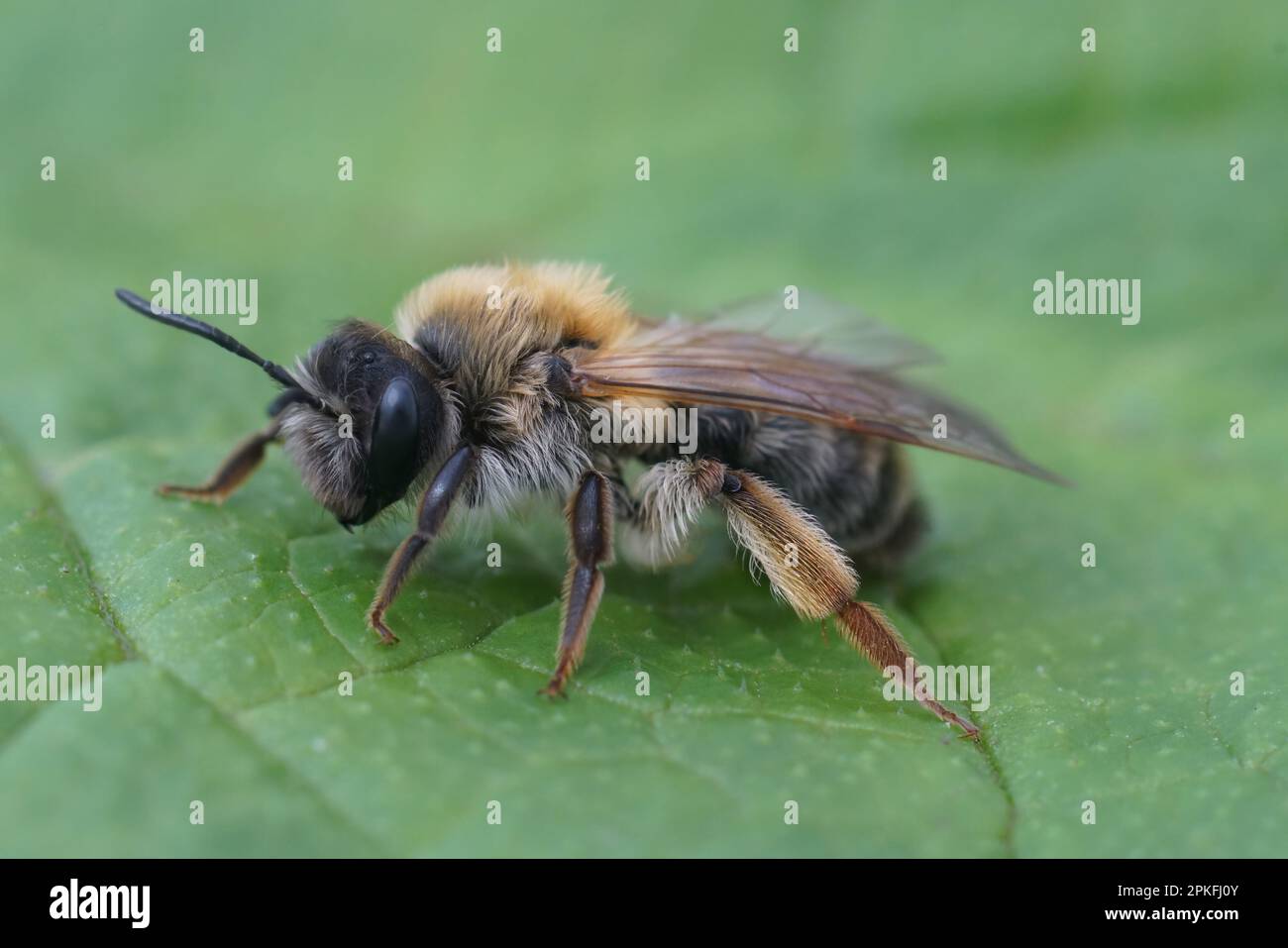 Natural closeup on a colorful female grey -gastered mining bee, Andrena ...