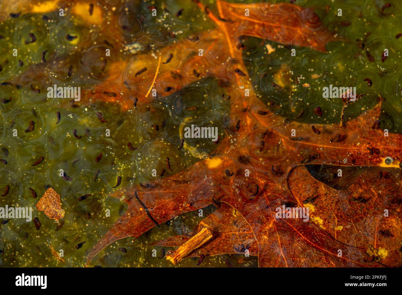 Newly laid frog eggs from European common brown frog, Rana temporaria, in a frog pond in Sibiu ...