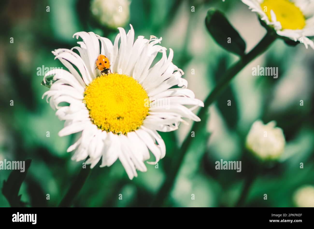 red ladybug insect in beautiful white daisy flower Stock Photo - Alamy