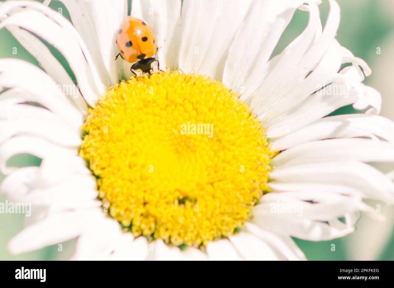 red ladybug insect in beautiful white daisy flower Stock Photo - Alamy
