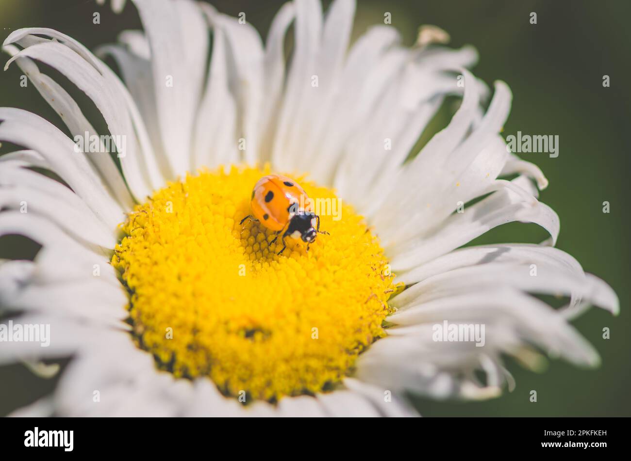 red ladybug insect in beautiful white daisy flower Stock Photo - Alamy