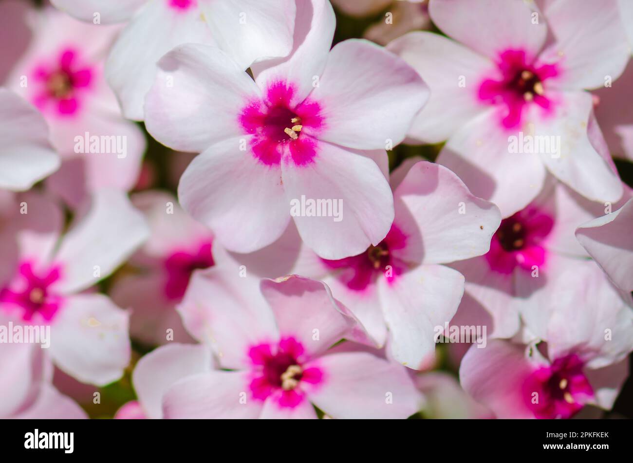 Structured flower hi-res stock photography and images - Alamy