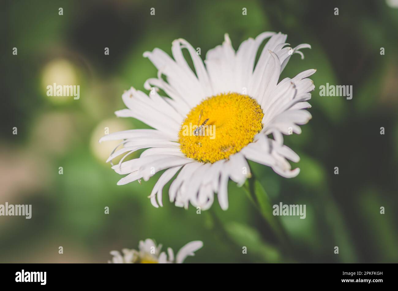 Marguerite daisy flower hi-res stock photography and images - Alamy
