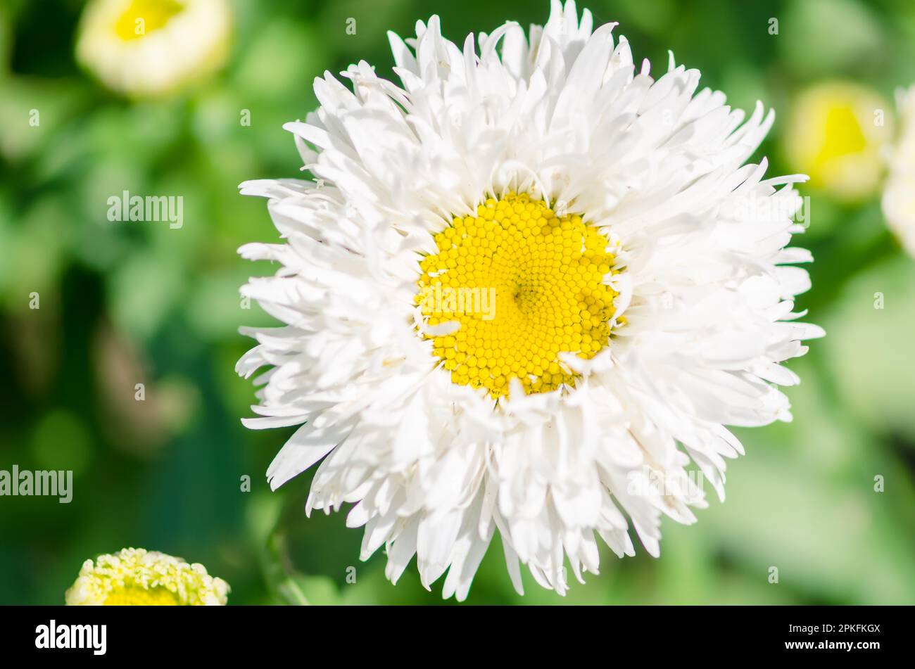 yellow white marguerite daisy flower Stock Photo - Alamy