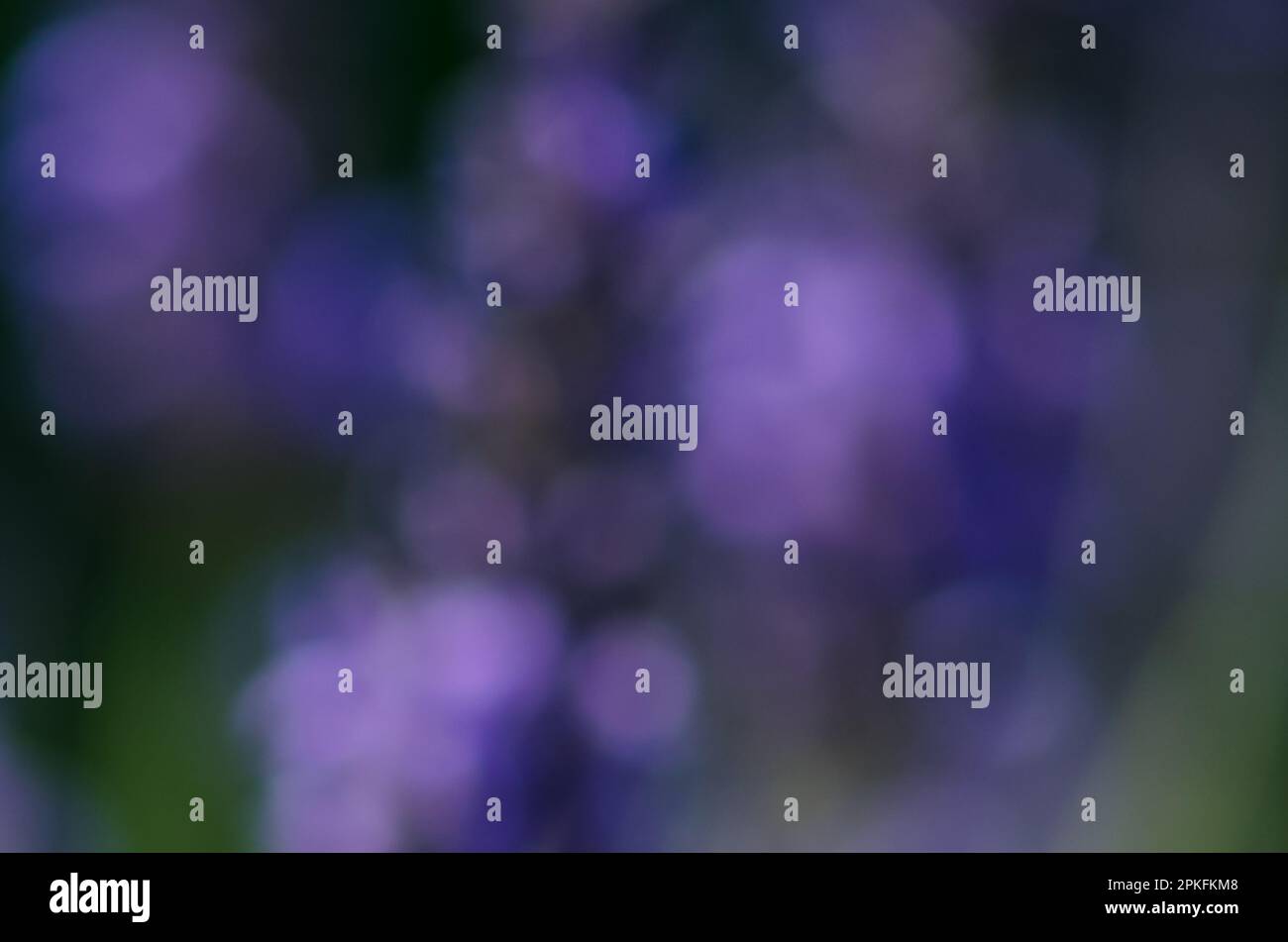 neutral purple blurred defocussed background Stock Photo - Alamy