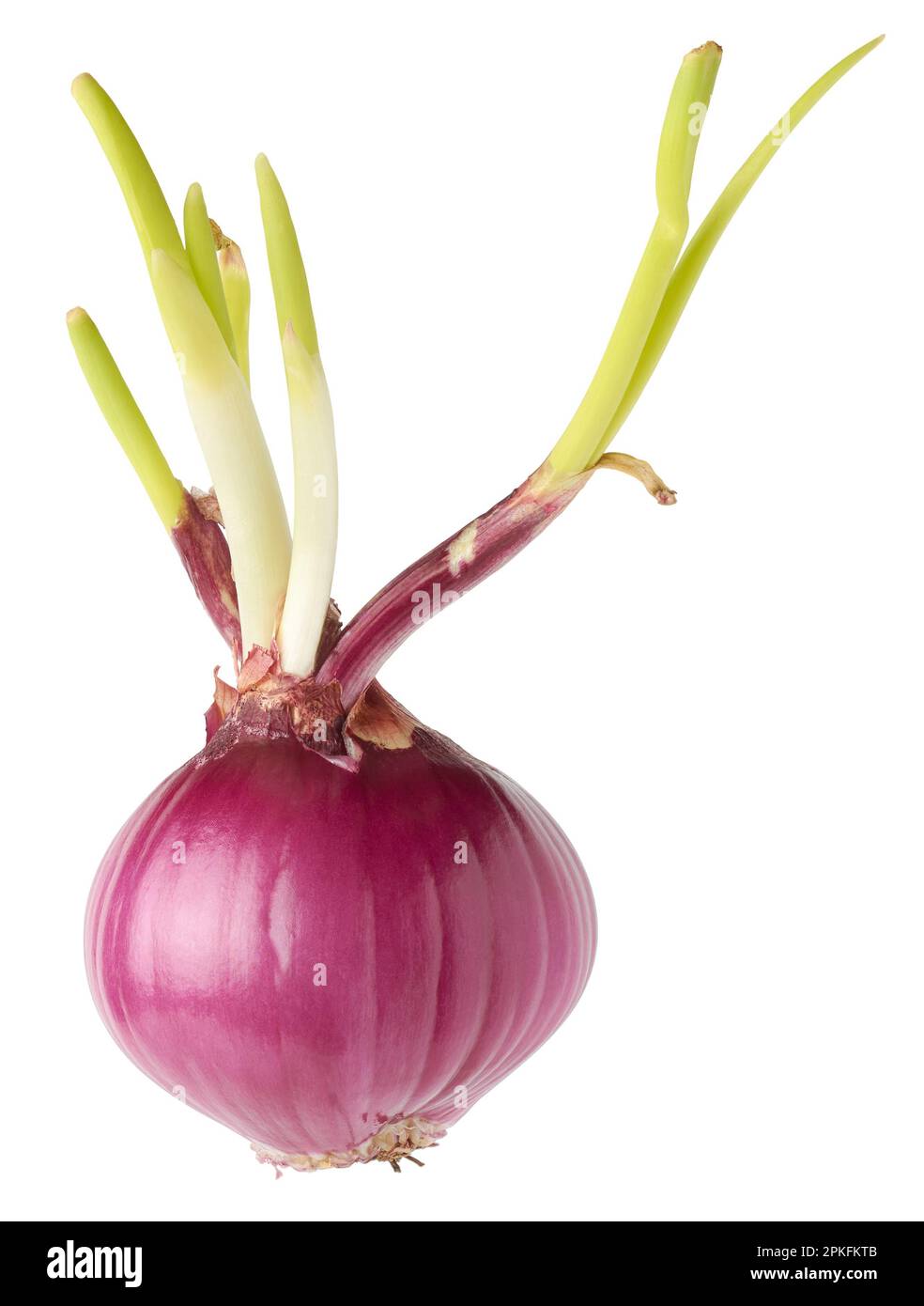 onion bulb growing with fresh young shoots or sprout, growing organic ...