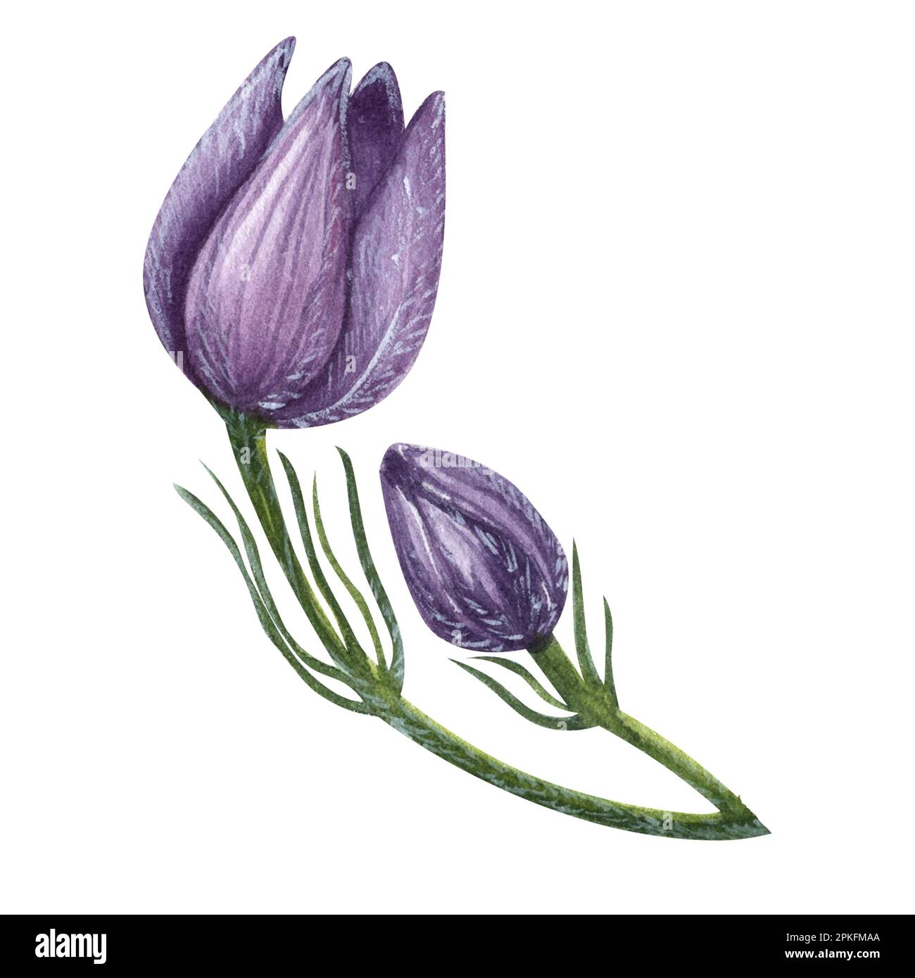 First spring wild flower purple Pulsatilla, Eastern pasqueflower ...