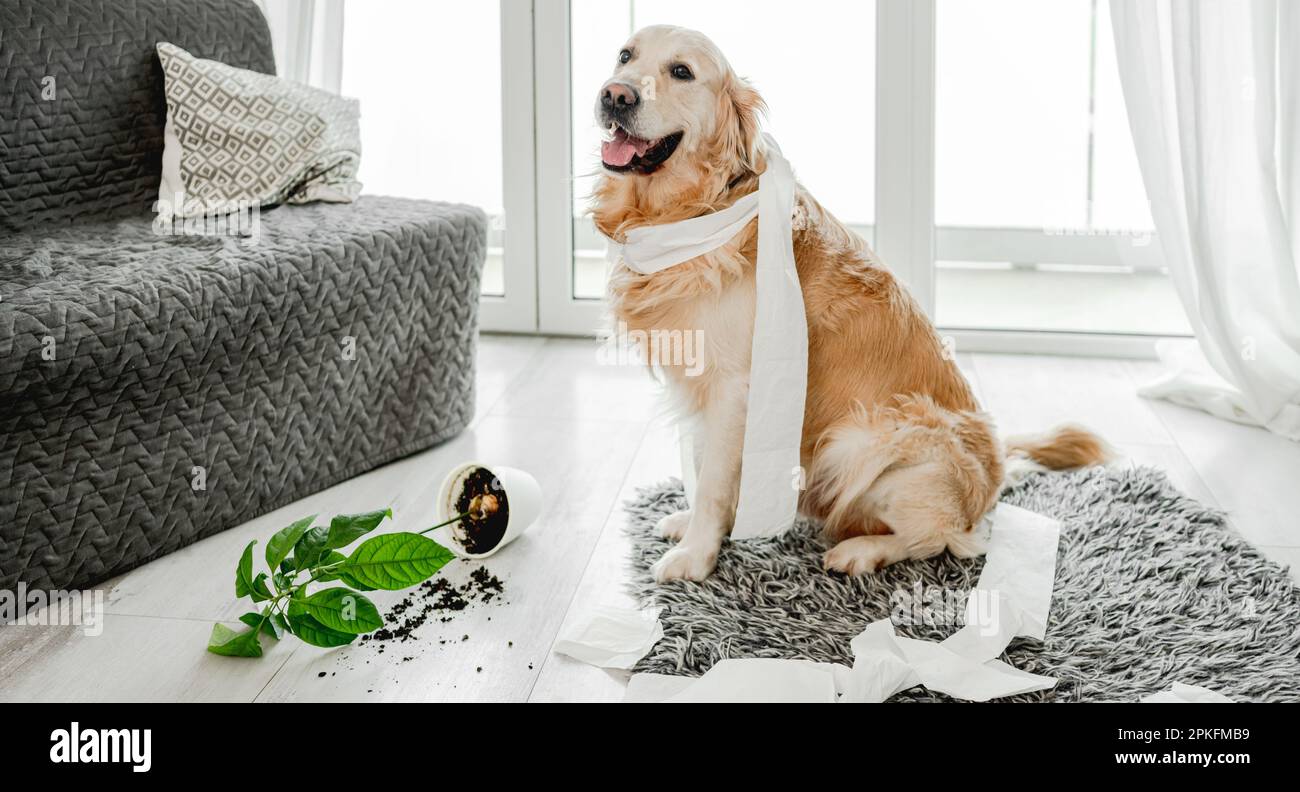 Golden retriever dog playing with toilet paper in living room and ...