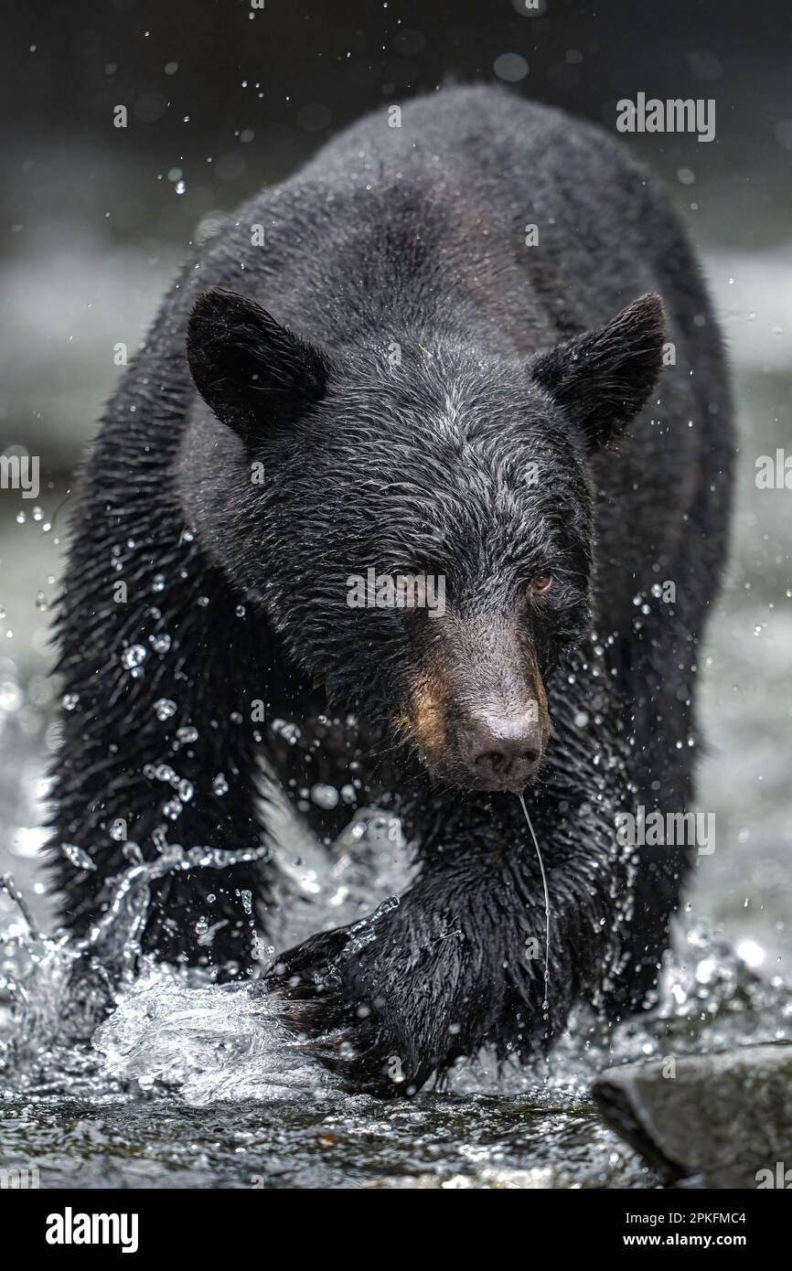 Black bear fishing Stock Photo - Alamy