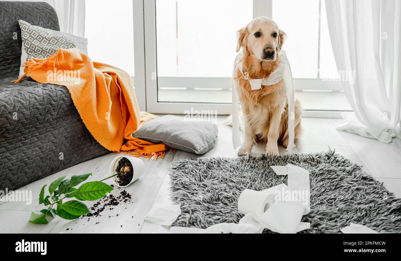 Golden retriever dog playing with toilet paper in living room and ...