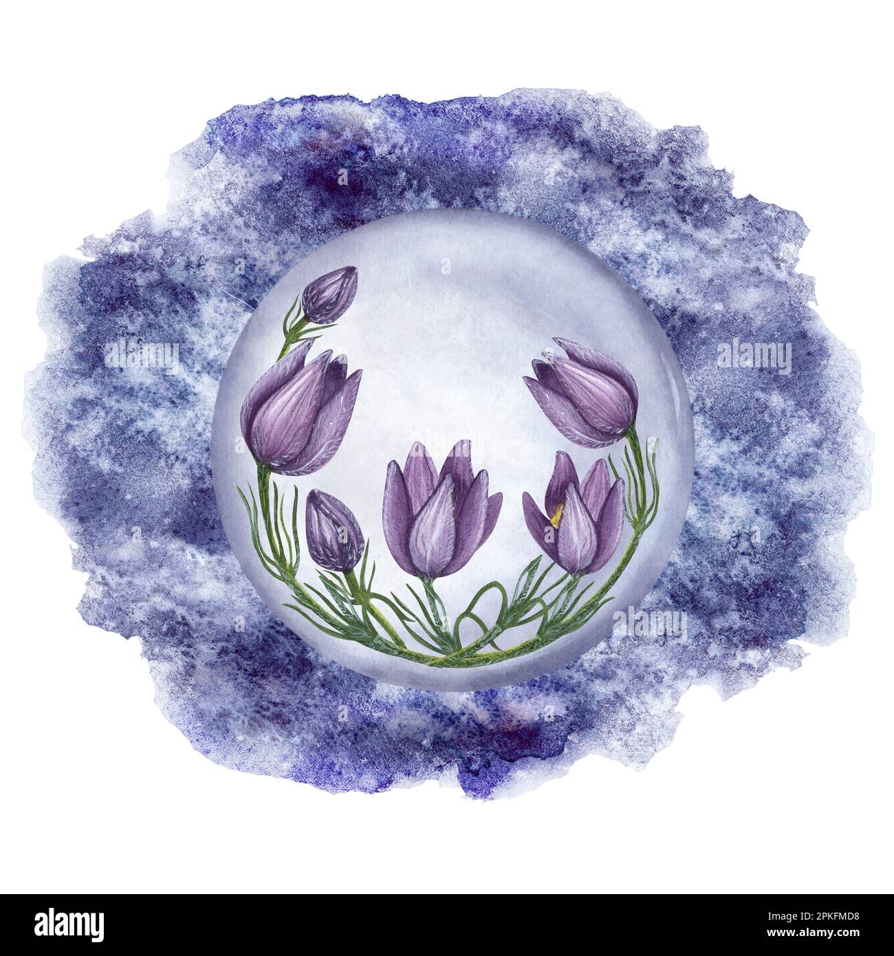 Wild flower purple Pulsatilla, Eastern pasqueflower, prairie crocus ...