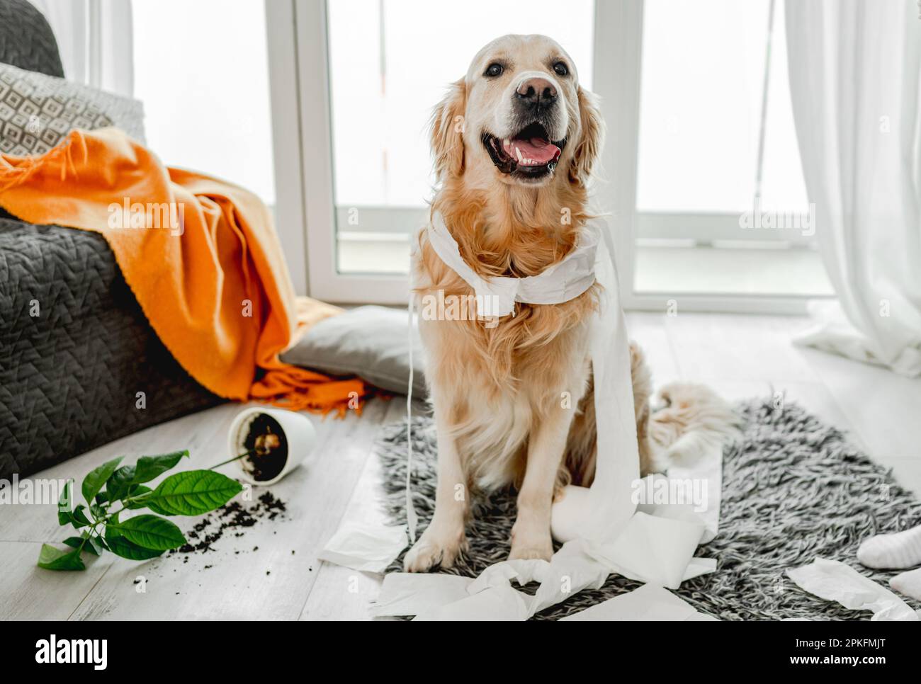 Golden retriever dog playing with toilet paper in living room and ...