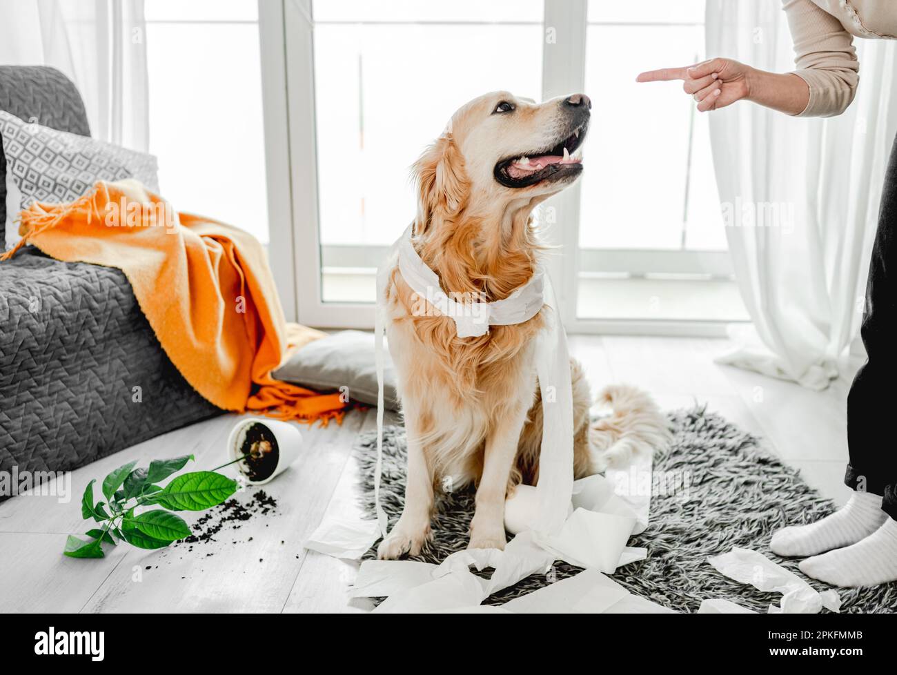 Golden retriever dog playing with toilet paper in living room and ...