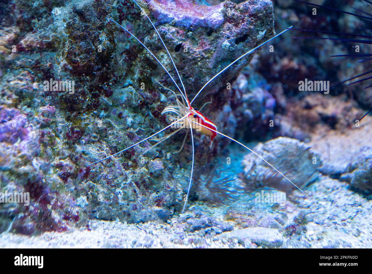 Lysmata amboinensis cleaner shrimp in marine aquarium Stock Photo - Alamy