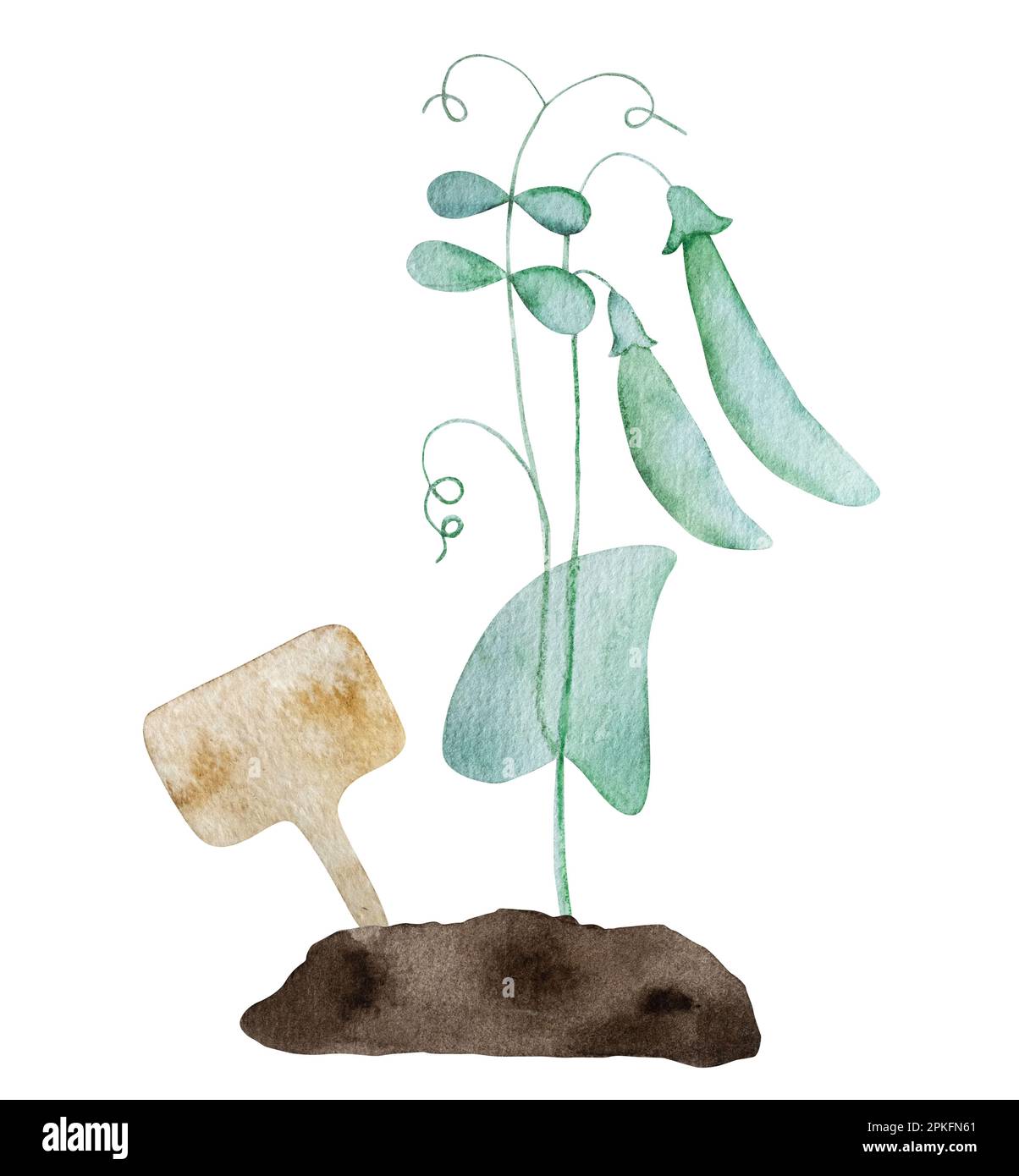 Green pies sprouts growing from fresh ground watercolor painting ...