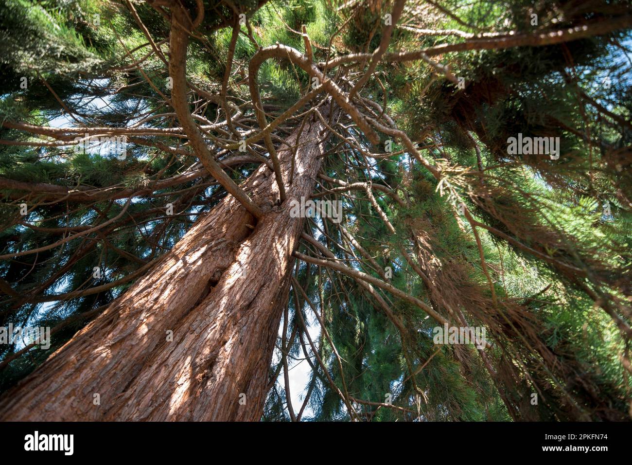 Looking up under the shade of a pine tree in Saltaire Village ...