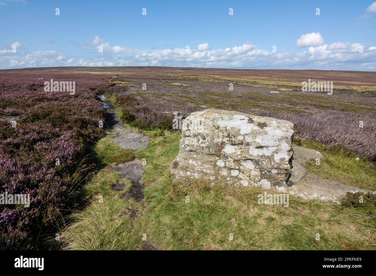 The Dales High Way path crossing the heather of Ilkley Moor, Yorkshire ...