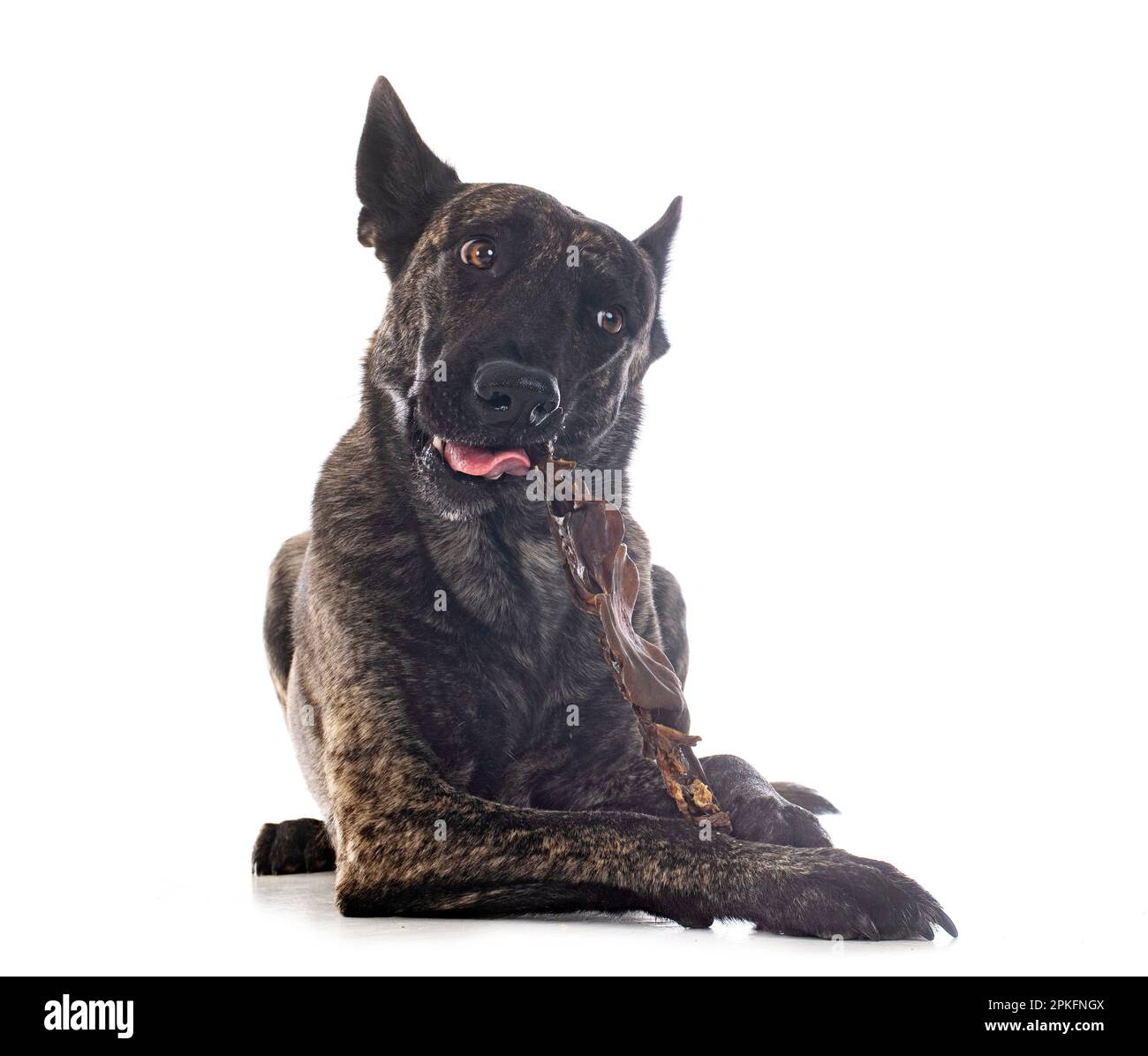 Dutch Shepherd in front of white background Stock Photo - Alamy