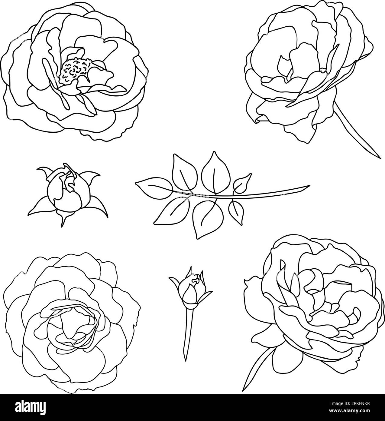 Rose hand drawn illustration in vecor. Sketches, line art Stock Vector ...