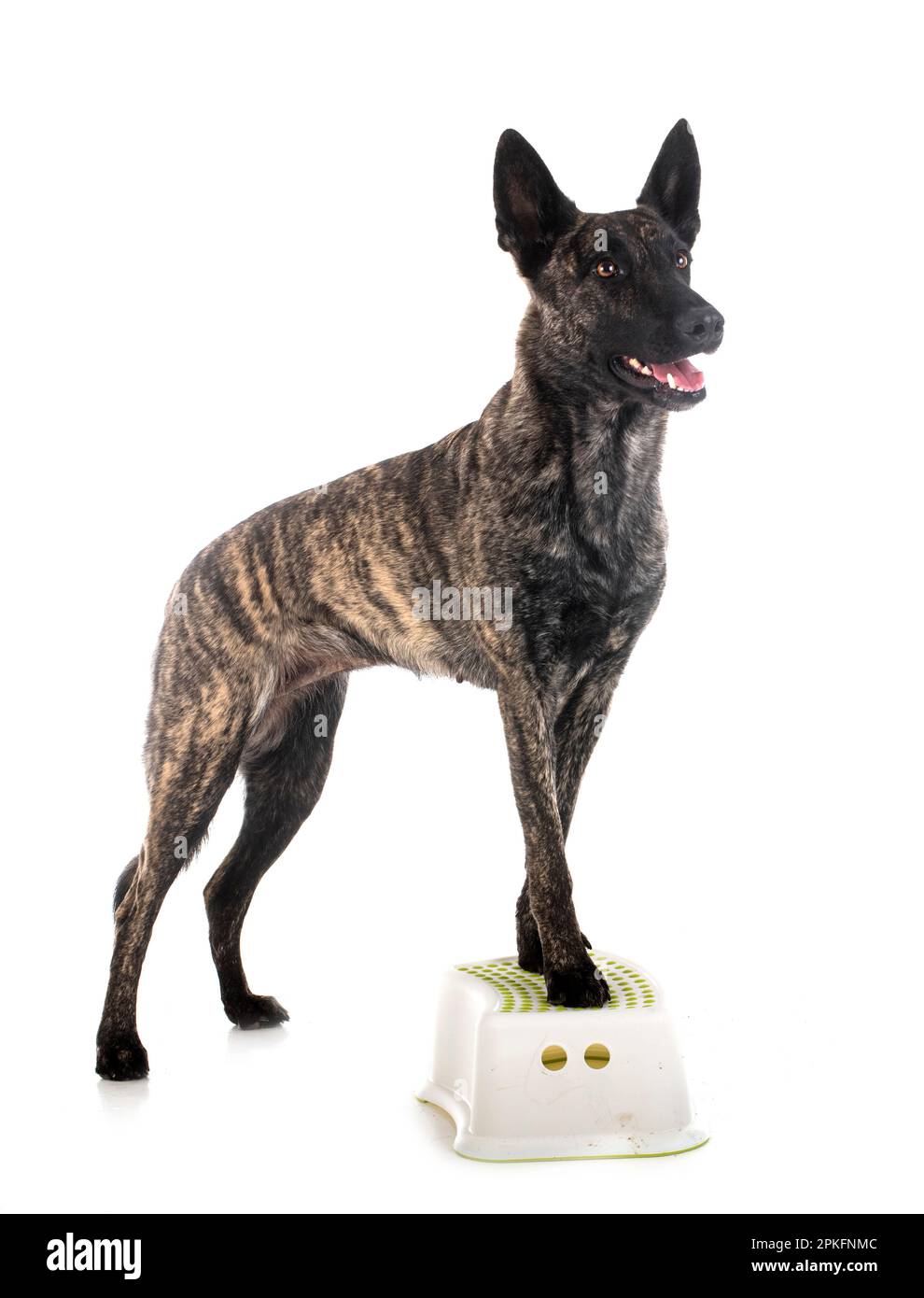 Dutch Shepherd in front of white background Stock Photo - Alamy