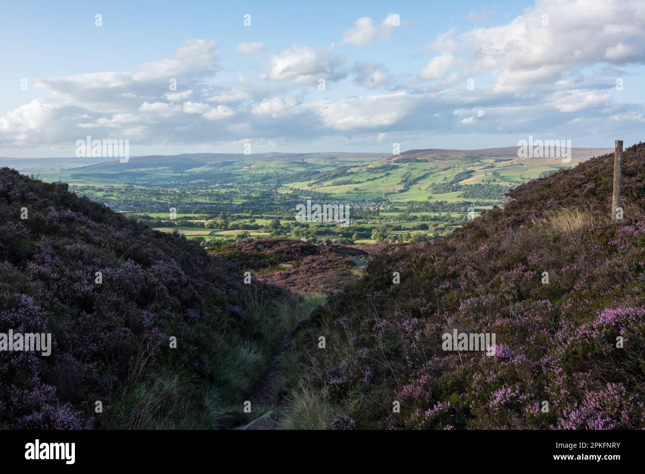 Descending amongst the heather of Ilkley Moor towards Addingham on the ...