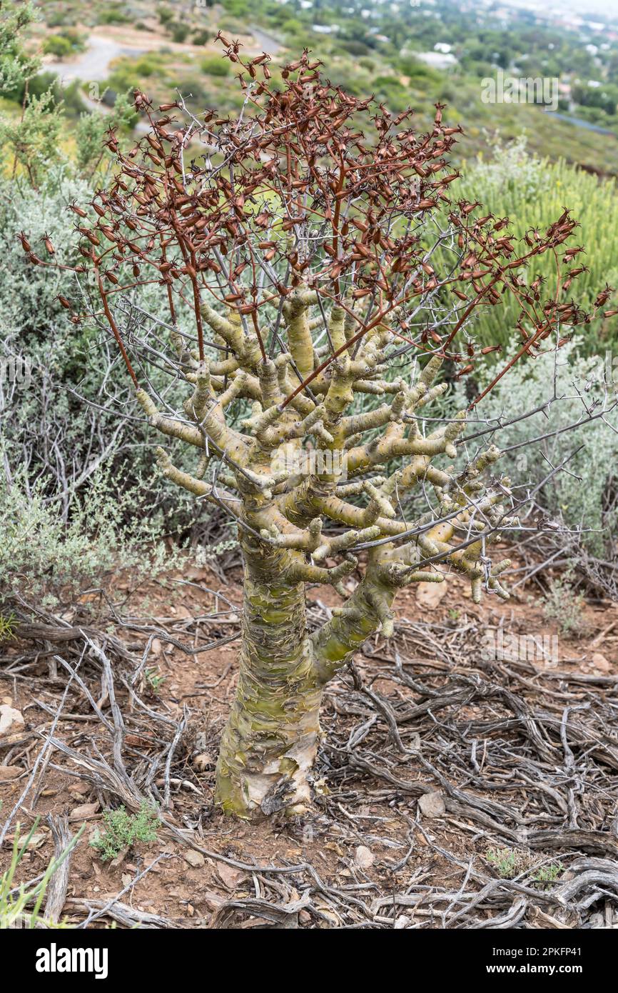 big Tylecodon Paniculatus plant, shot at botanic garden in bright ...