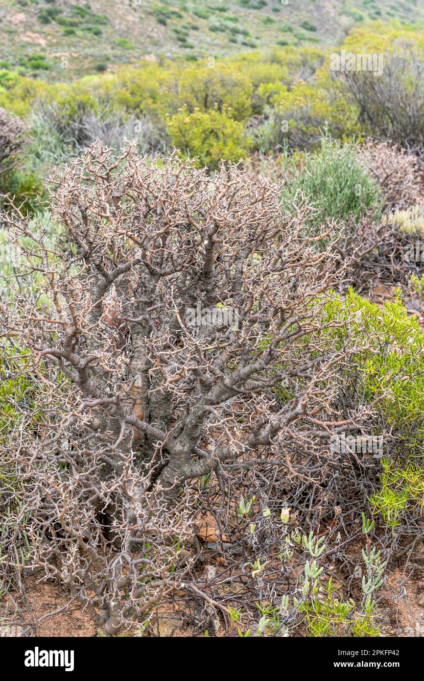 Tylecodon Paniculatus plant among shrubs , shot at botanic garden in ...