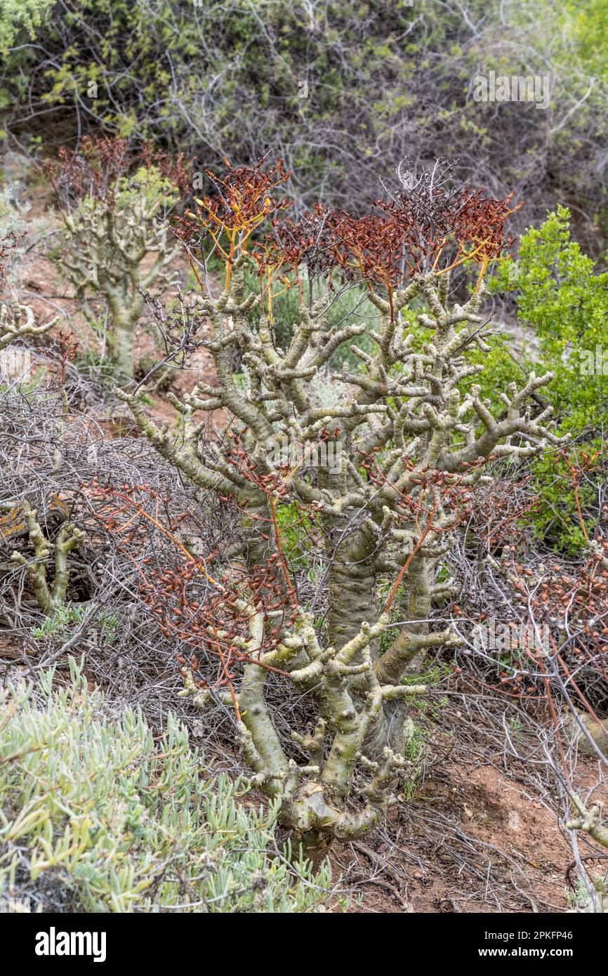 Tylecodon hi-res stock photography and images - Alamy