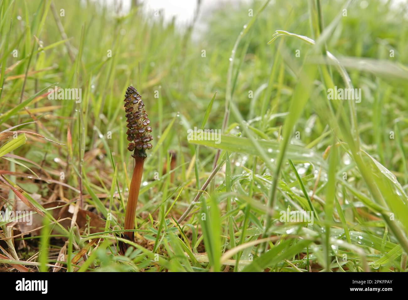 Natural wide angle closeup on an emerging Common horsetail plant ...