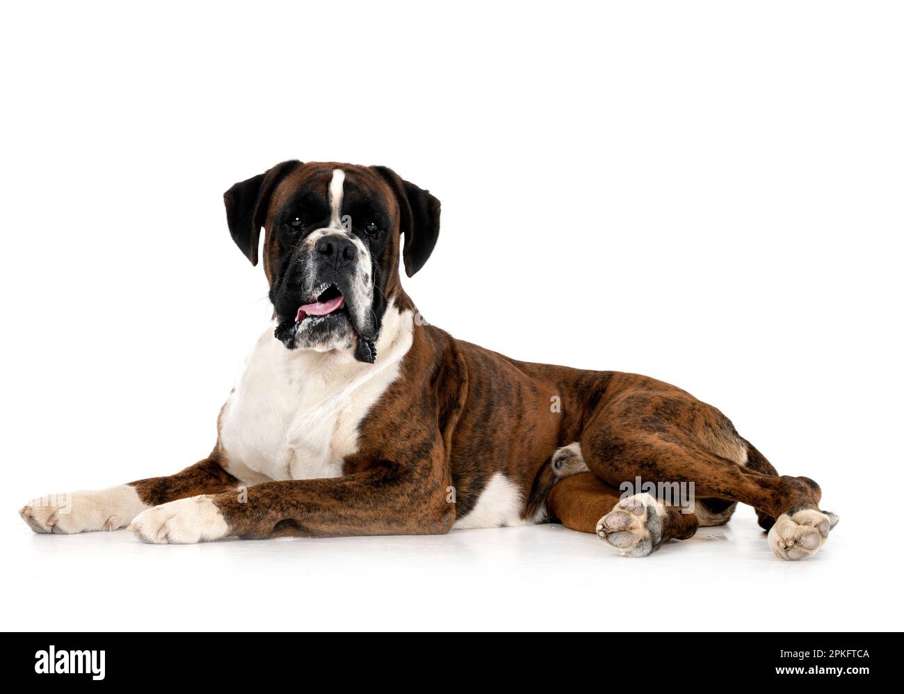 Male boxer Cut Out Stock Images & Pictures - Alamy