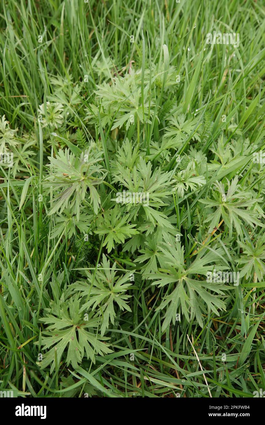 Natural vertical closeup on the emerging foliage of the Meadow ...