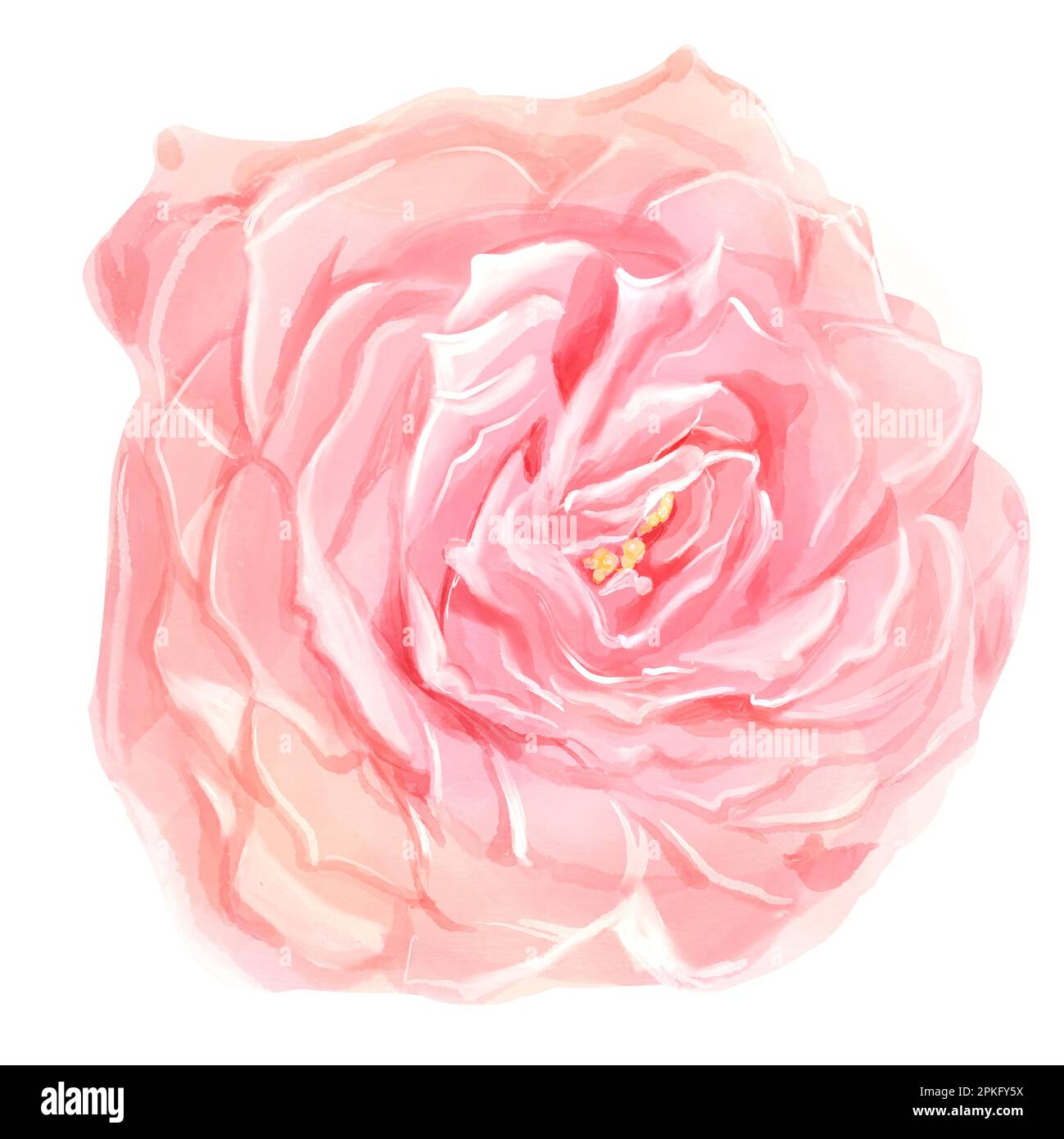 Watercolor illustration. Blooming pink rose on a white background ...