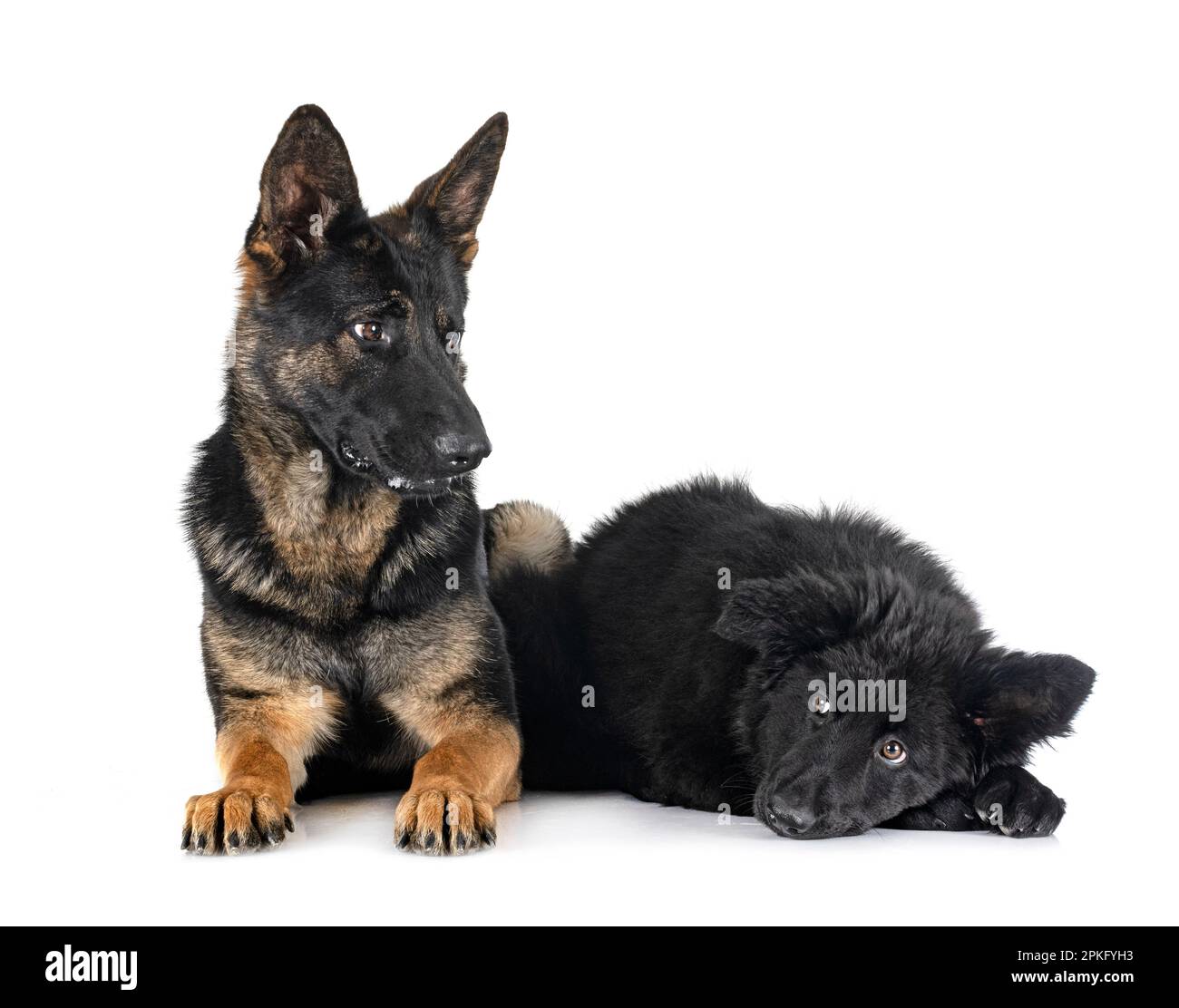 young german shepherds in front of white background Stock Photo - Alamy