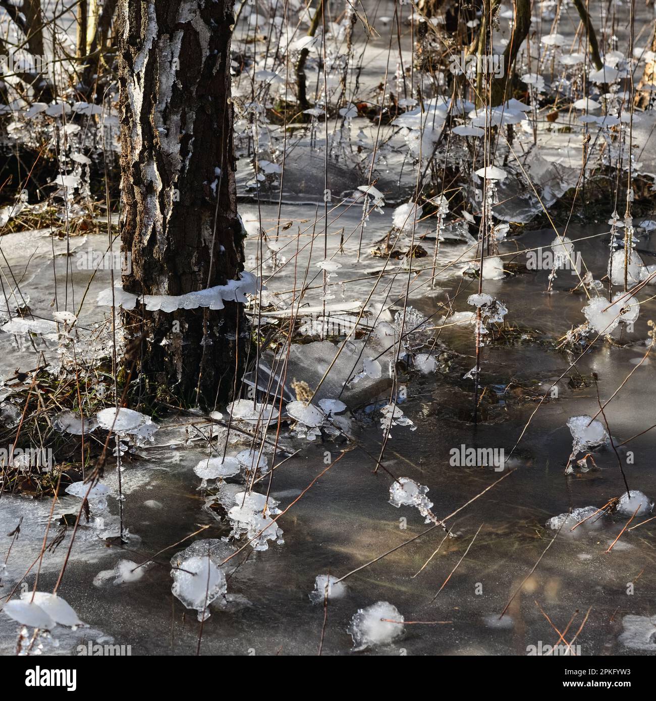 Ice formation in the floodplain forest... Lower Rhine ( winter flood ...