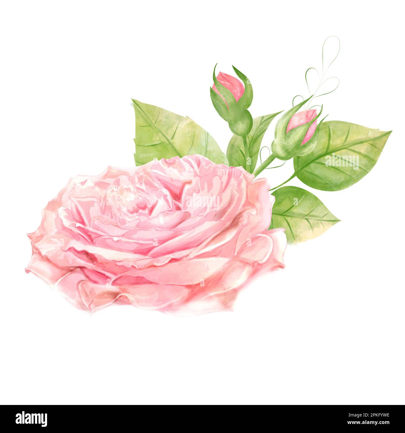 Botanical composition for wedding or postcard. Branch of flowers ...