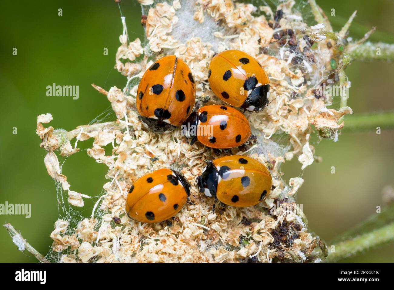 A meeting of seven-spot laybirds (Coccinella septempunctata), pictured ...