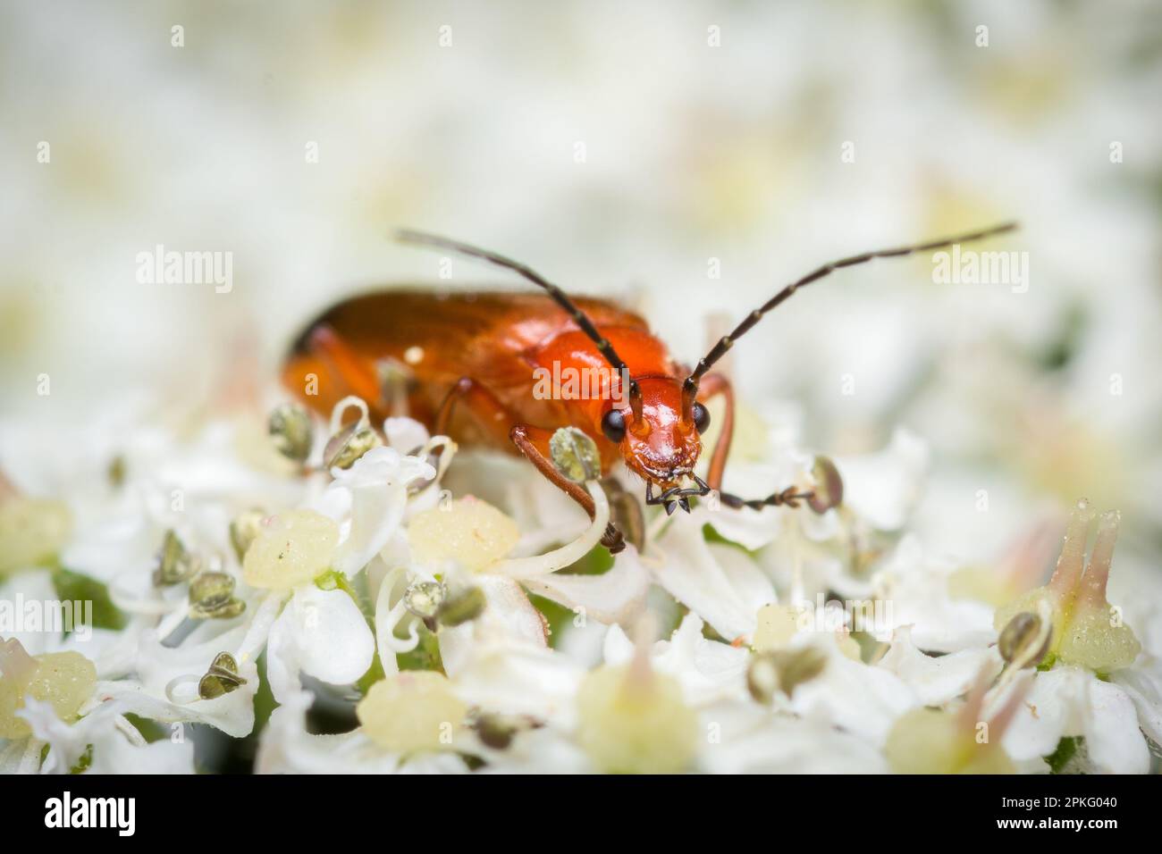 A common red soldier beetle (Rhagonycha fulva), seen at Tunstall Hills ...